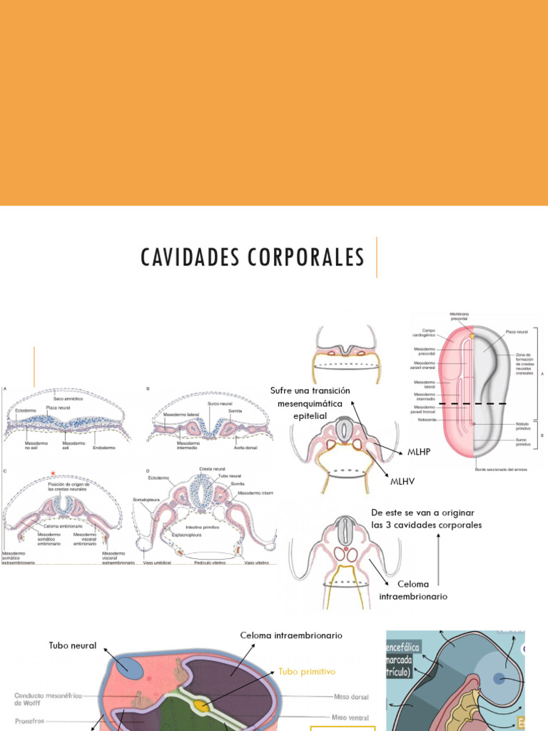 Formación y Estructura de Cavidades Corporales | PDF | Abdomen ...