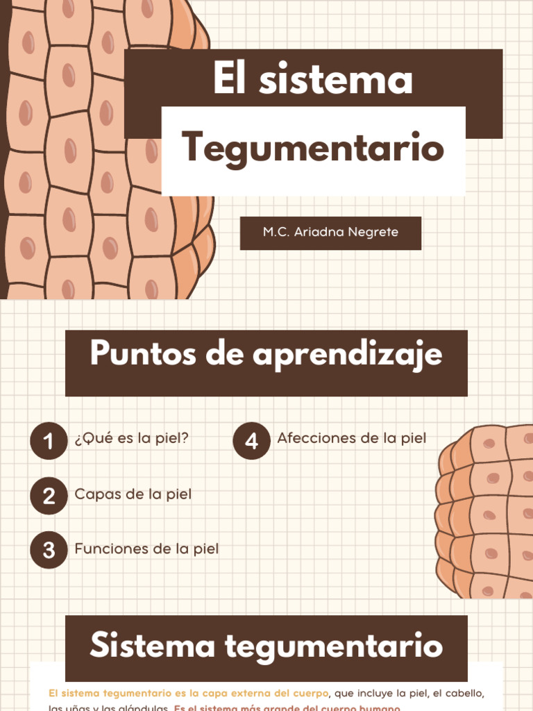 Sistema Tegumentario | PDF | Piel | Sistema tegumentario