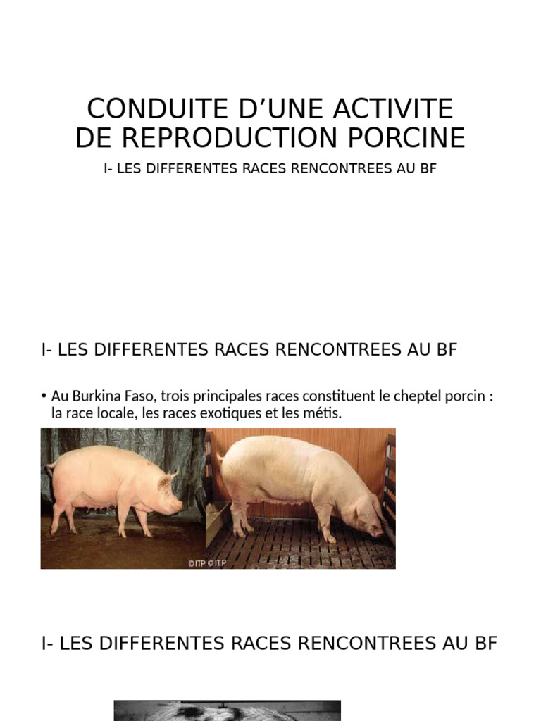 Conduite D'une Activite de Reproduction Porcine Ampo | PDF | Cochon ...