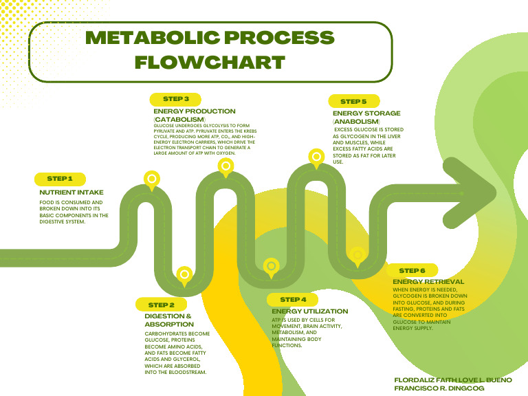 Metabolic Pathway Overview Flowchart | PDF | Metabolism | Glucose