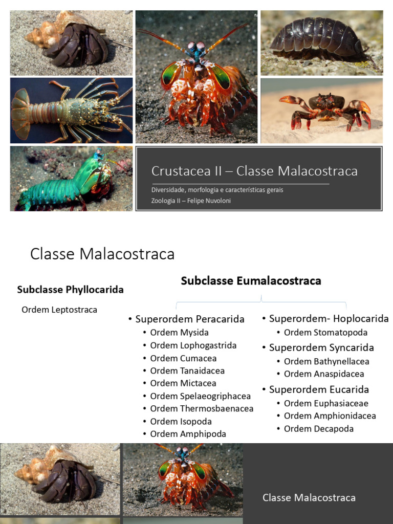 Crustaceae II - Malacostraca 2024 | PDF | Caranguejo | Crustáceo