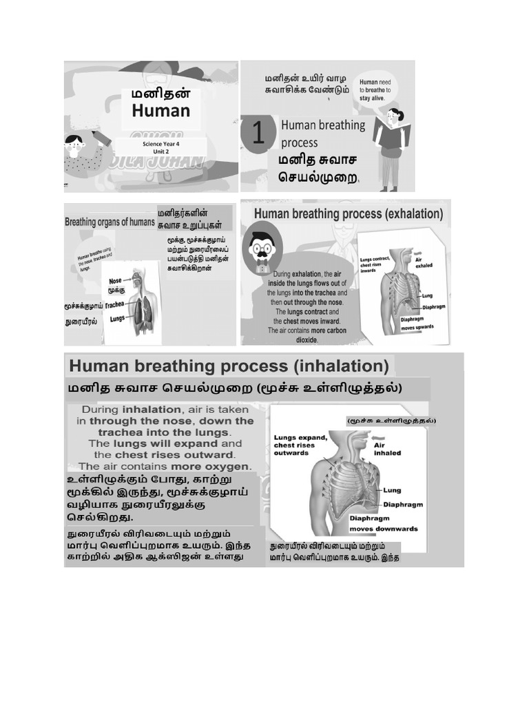 STANDARD 4 SCIENCE CHAPTER 2 Unit 2 Human Breathing System IN TAMIL | PDF