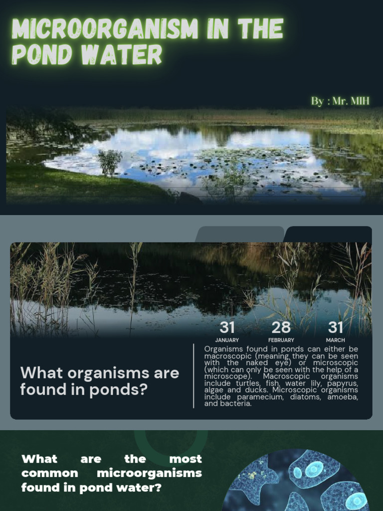 Common Microorganisms in Pond Water | PDF