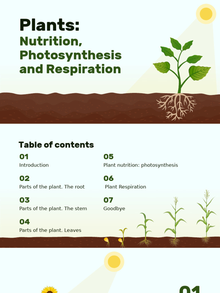 Plants - Nutrition, Photosynthesis and Respiration | PDF | Leaf | Plant ...