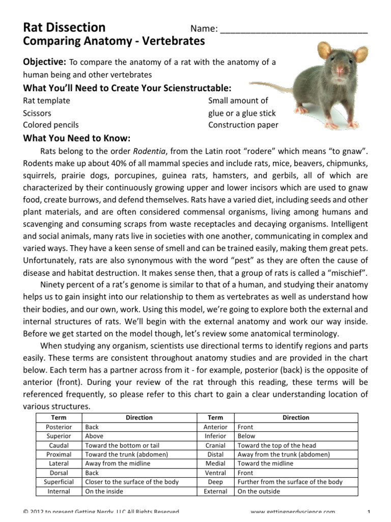 Rat Dissection Anatomy Information | PDF | Small Intestine | Human ...