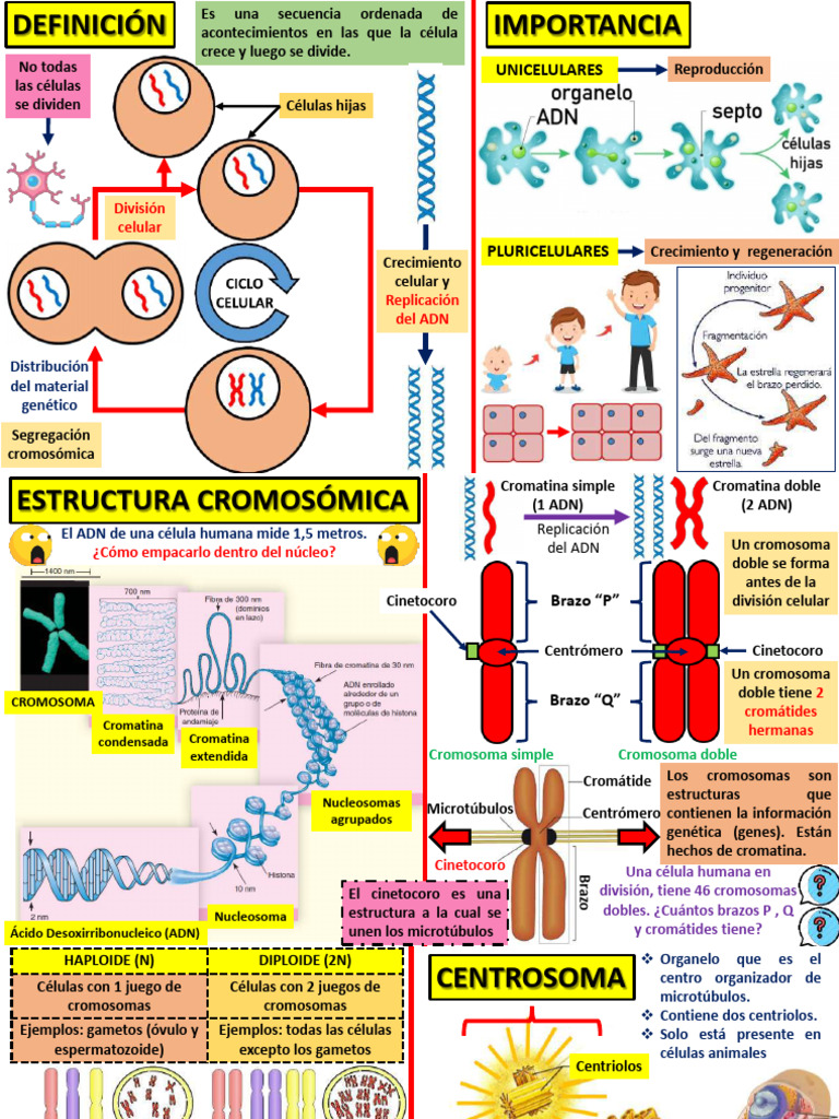 Biología - Ciclo Celular - Semestral SM | PDF | Mitosis | Cromosoma