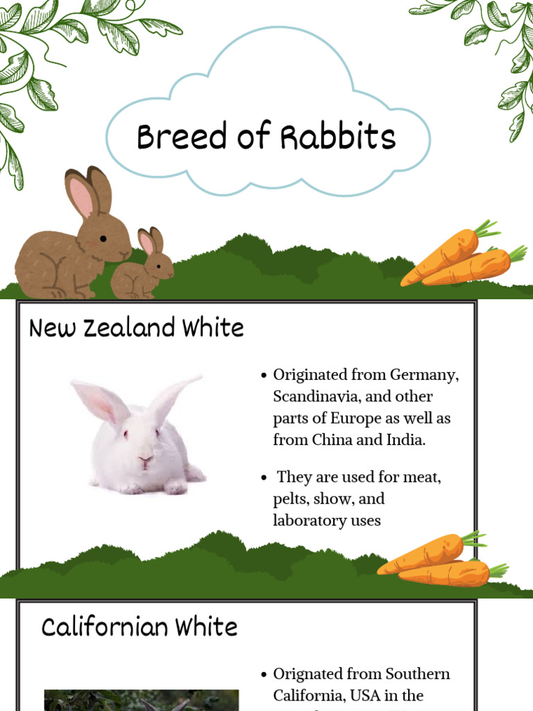 Overview of Rabbit Breeds and Uses | PDF
