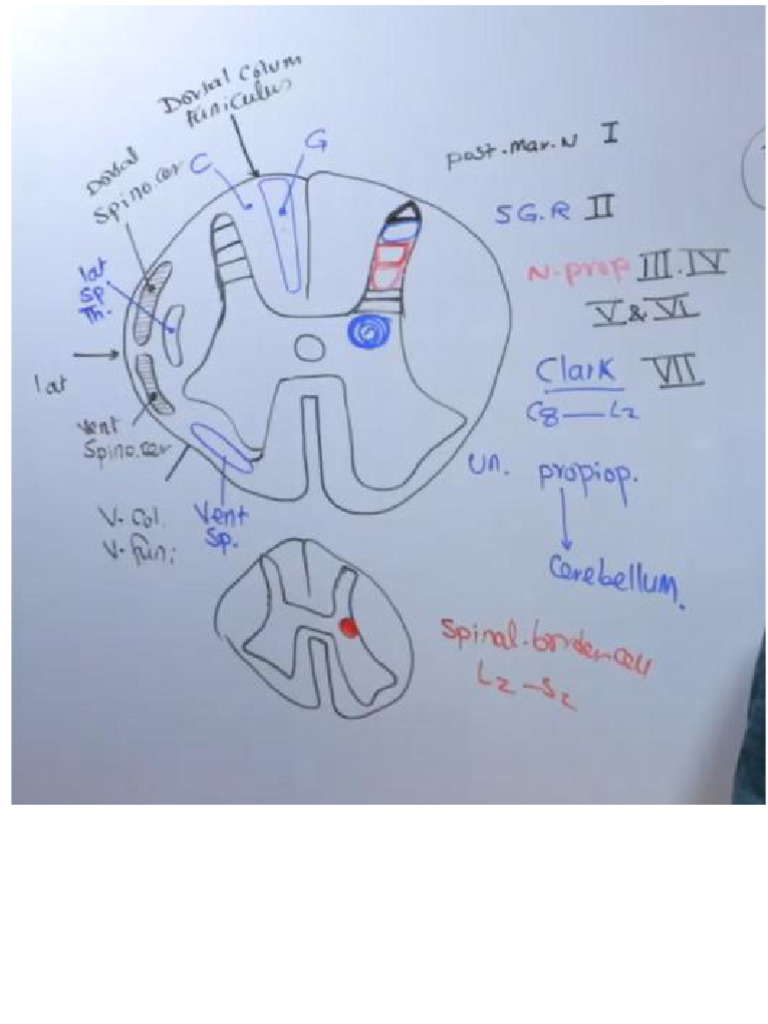 Ascending Tracts | PDF
