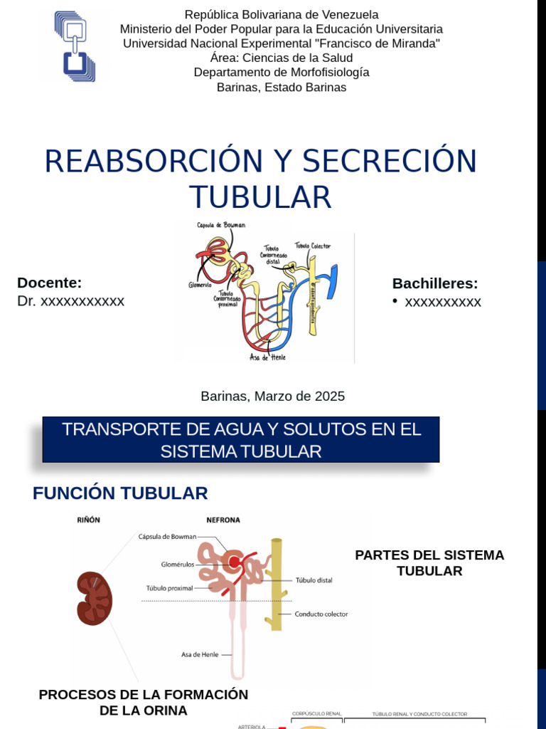 Reabsorción y Secreción Tubular Presentación | PDF | Angiotensina | Riñón