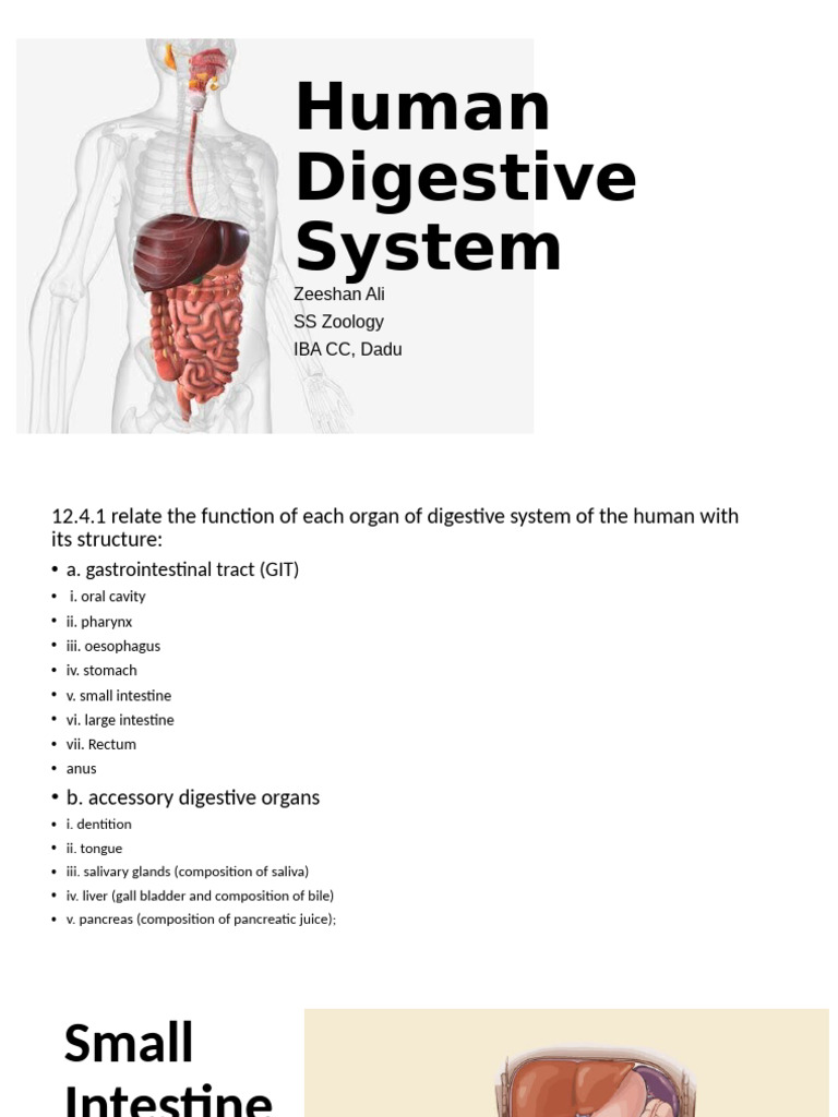 Human Digestive System Overview | PDF | Digestion | Human Digestive System