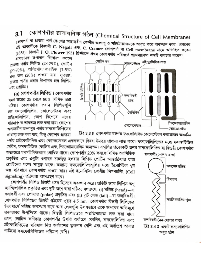 Cell Membrane | PDF | Cell Membrane | Biochemistry