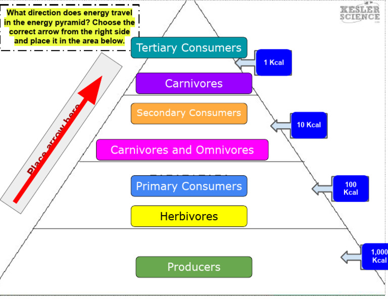 Energy Flow in the Energy Pyramid | PDF