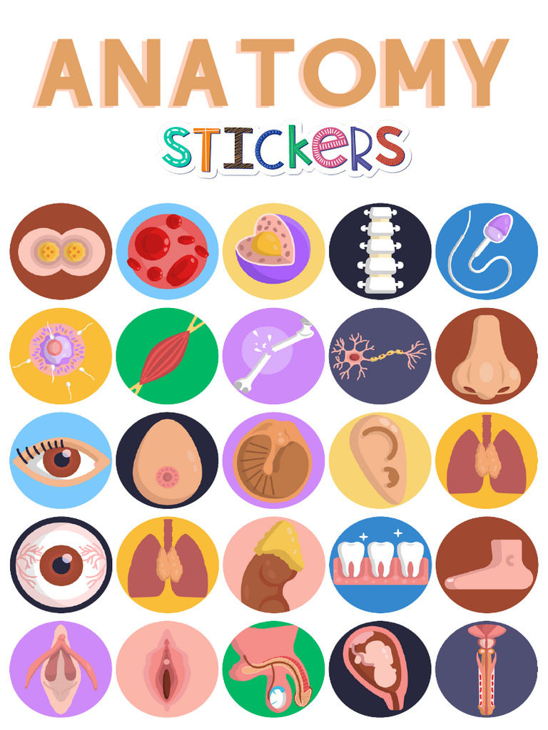 Anatomy Stickers (PDF File) | PDF