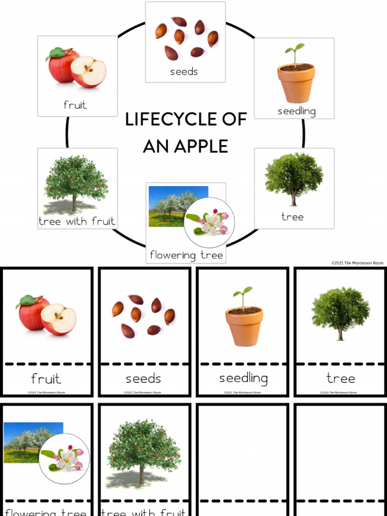 Life Cycle of An Apple | PDF