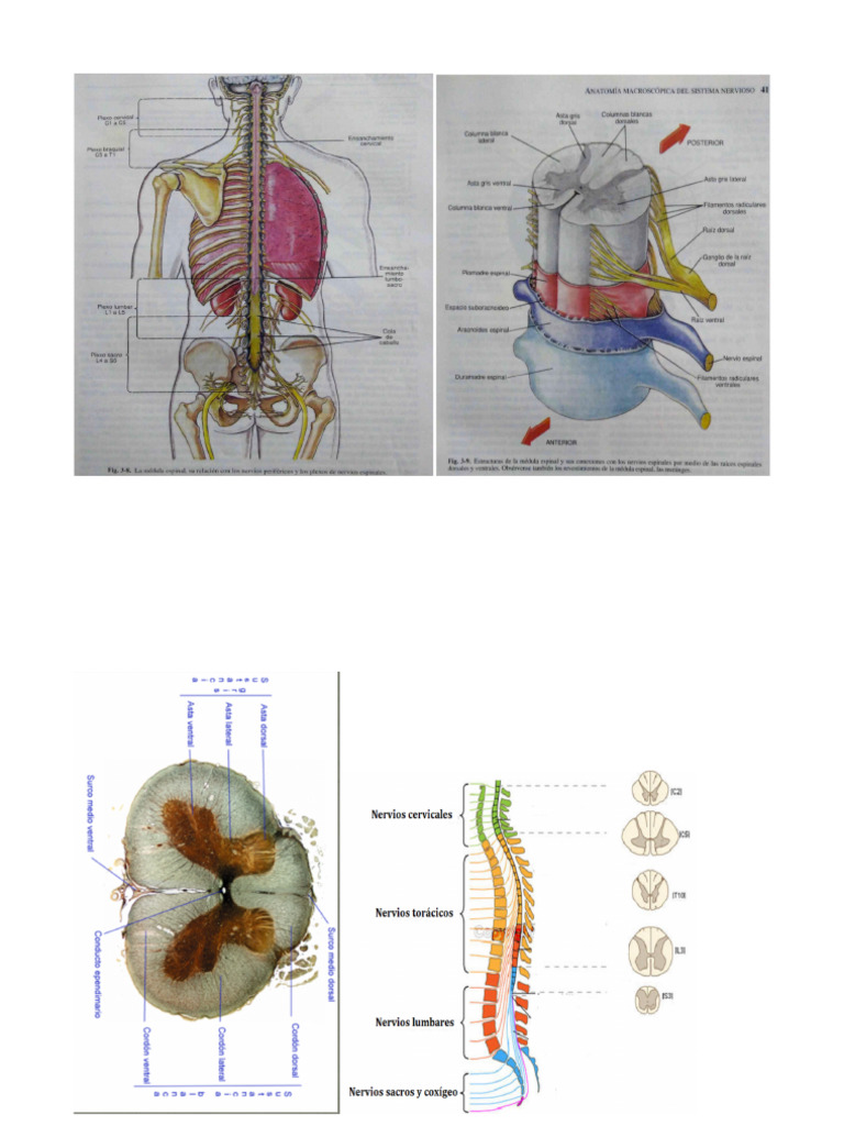 Graficos Medula | PDF
