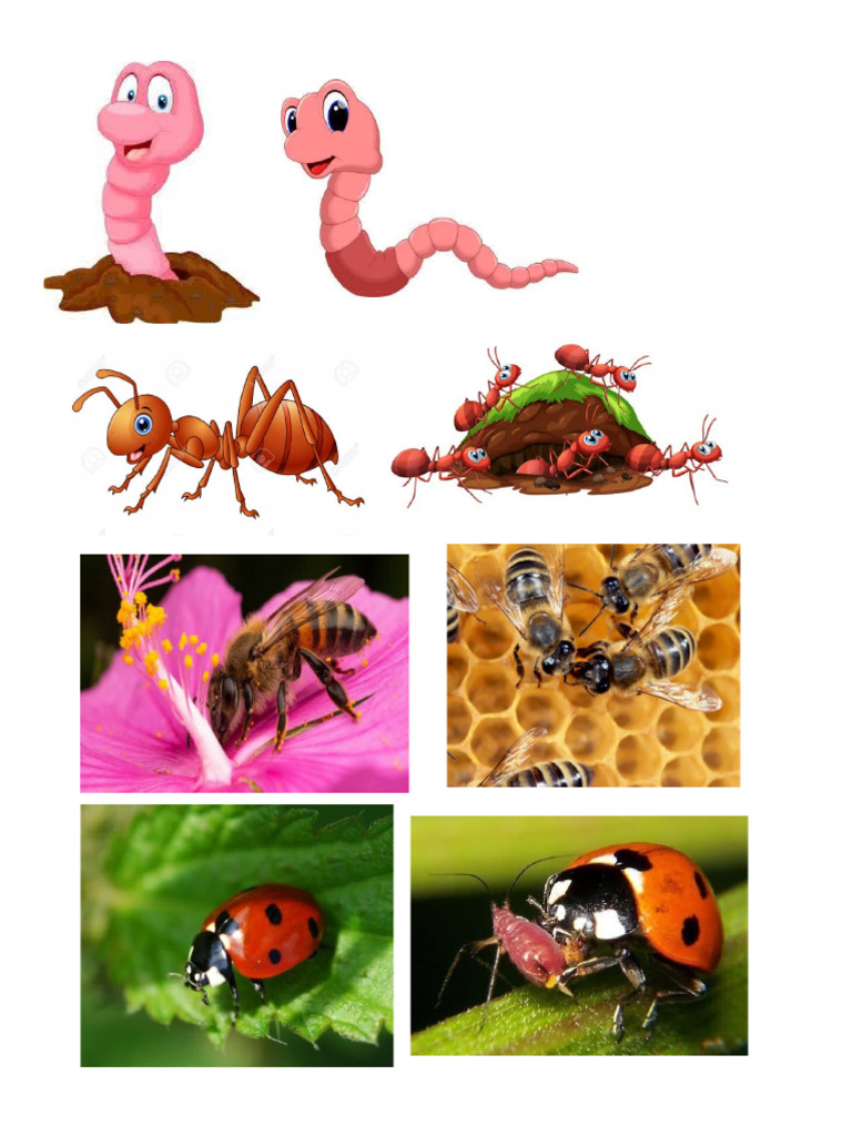 Bichos e Insectos | PDF