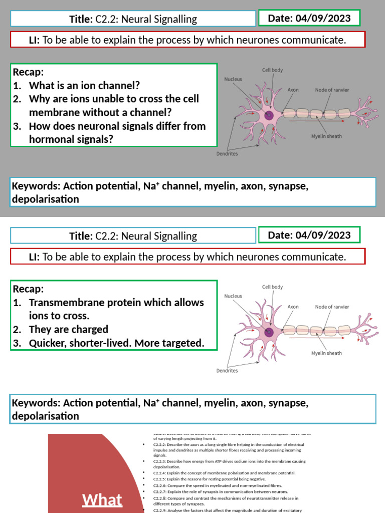 C2.2 Neural Signalling | PDF | Chemical Synapse | Action Potential