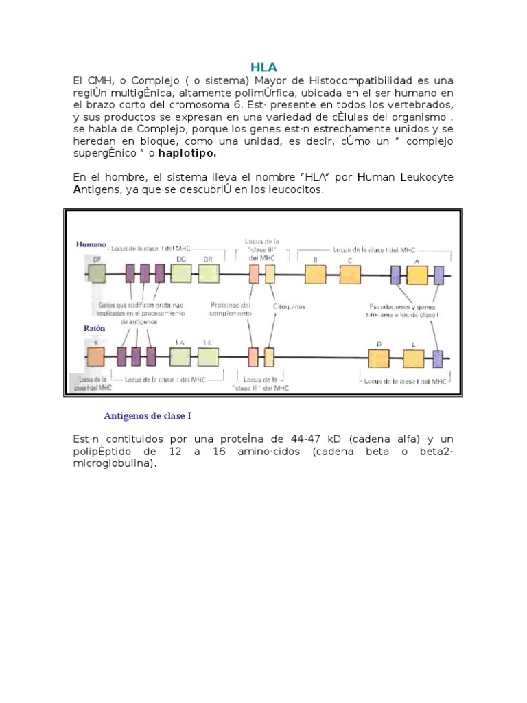 HLA1 | PDF