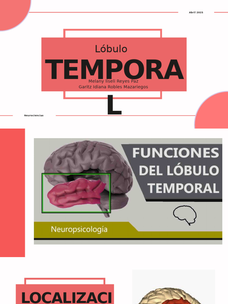 Lóbulo | PDF | Lóbulo temporal | Sistema nervioso central