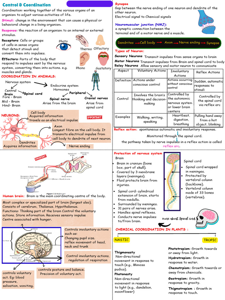 Black Vision Control and Coordination | PDF | Neuron | Nerve