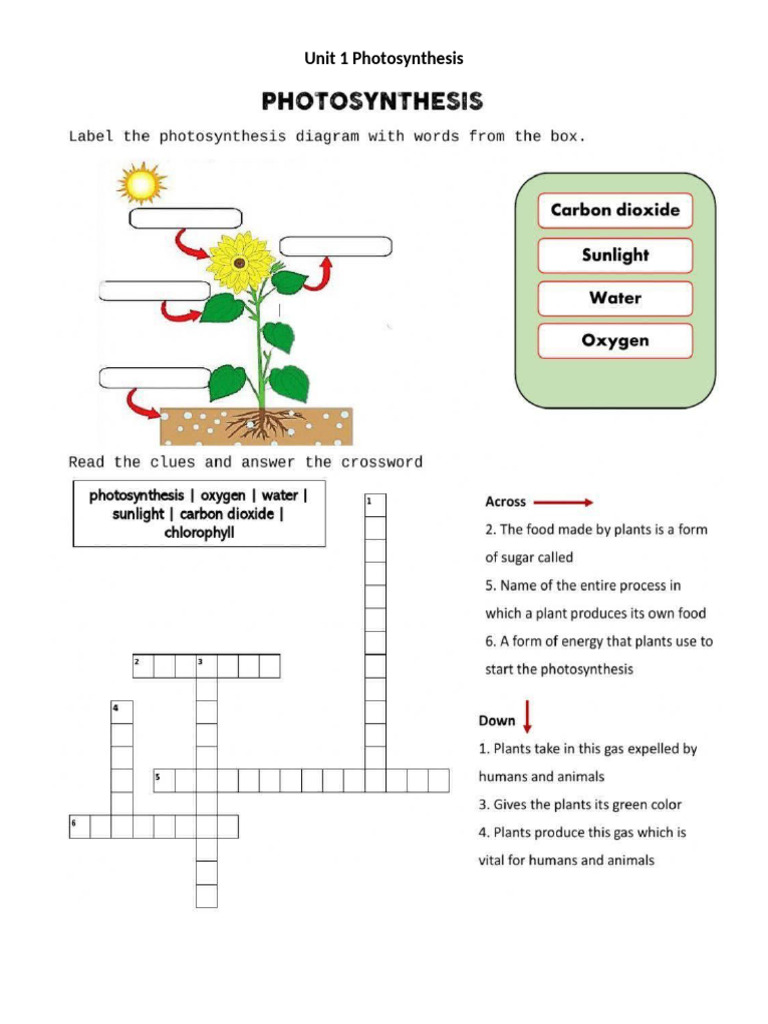Unit 1 Photosynthesis Worksheet Complete | PDF | Photosynthesis | Leaf