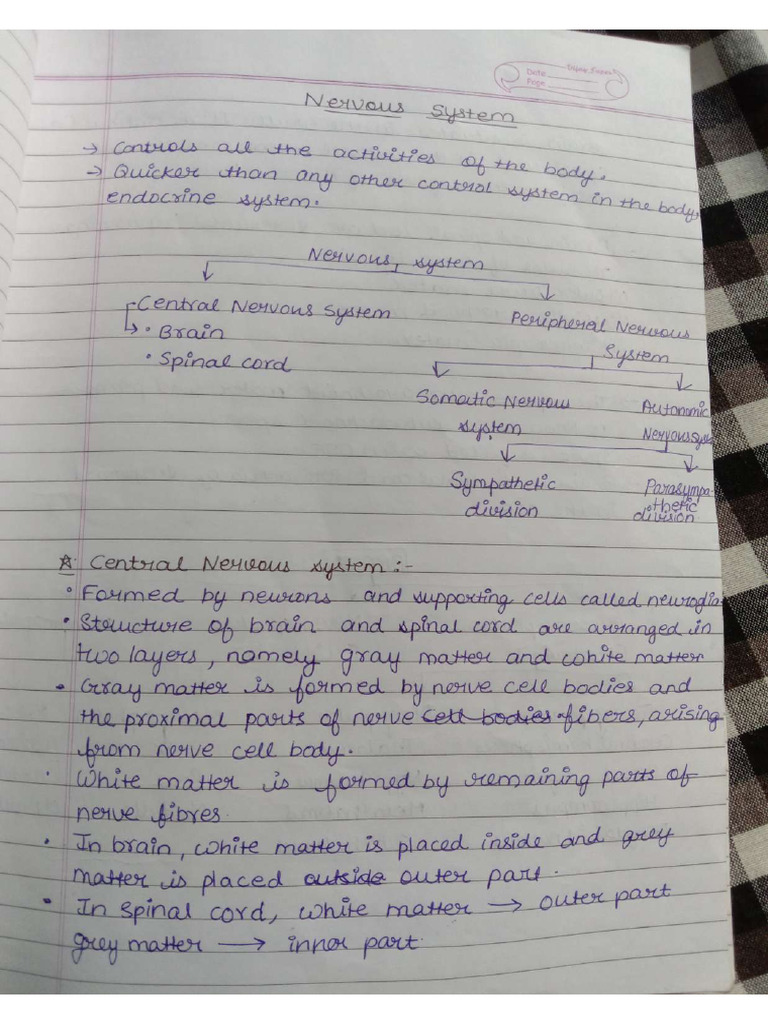 Nervous System - Compressed | PDF