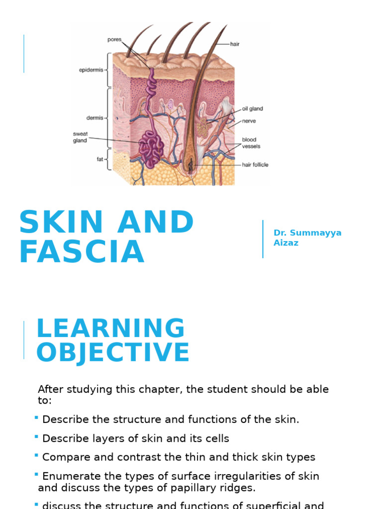 Skin and Fascia | PDF | Skin | Epidermis