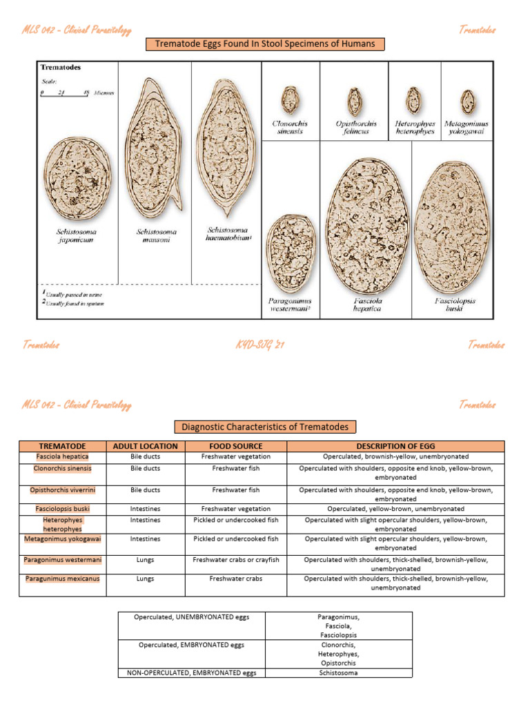 Trematodes Made Easy Notes | PDF | Medical Specialties | Microbiology