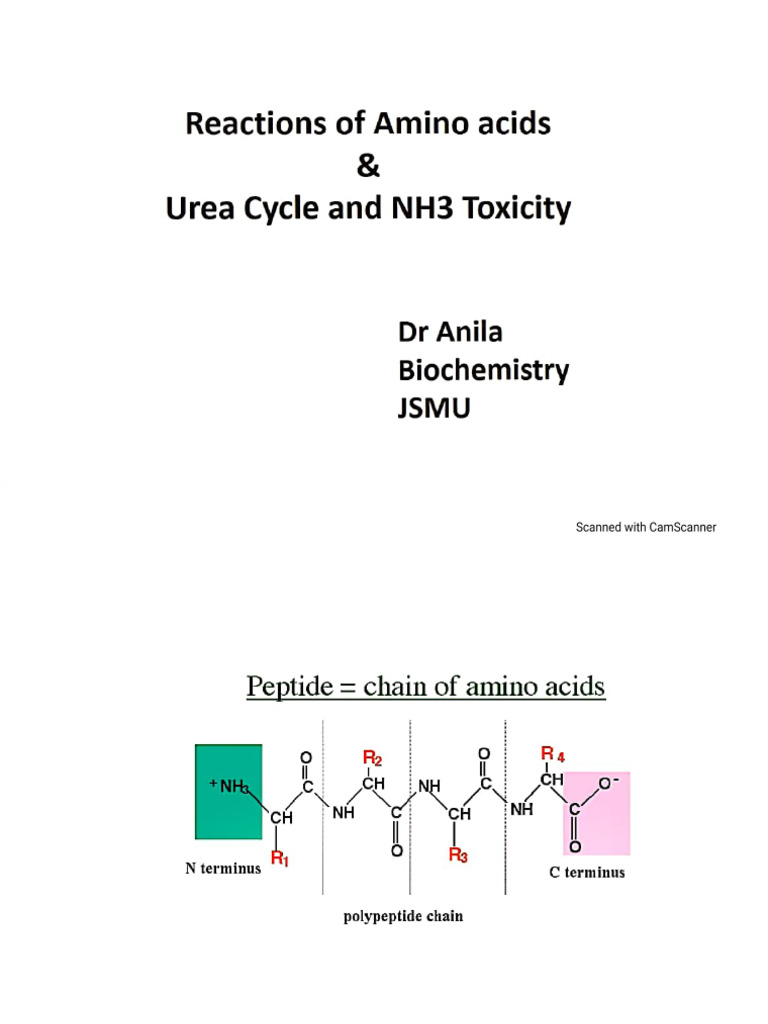 Urea Cycle and Ammonia Toxicity (Biochem) | PDF