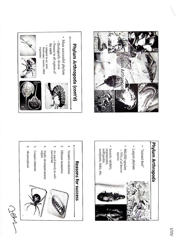 Arthropoda, Ocen Lecture | PDF