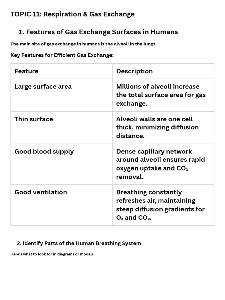Human Respiration and Gas Exchange Overview | PDF | Breathing ...
