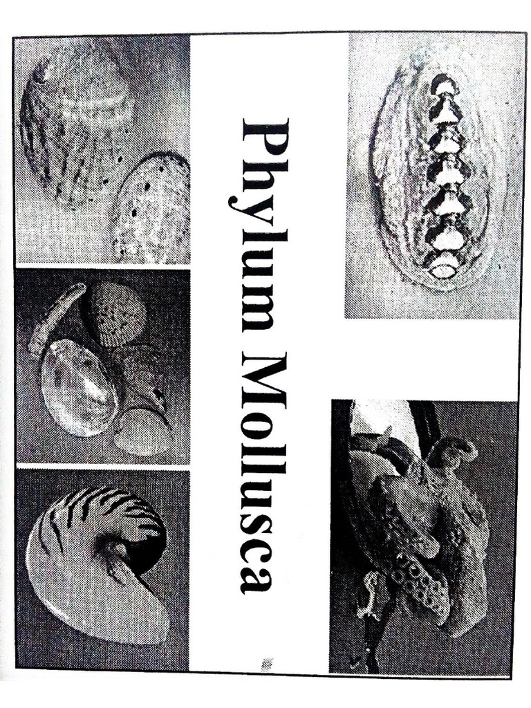Mollusca | PDF