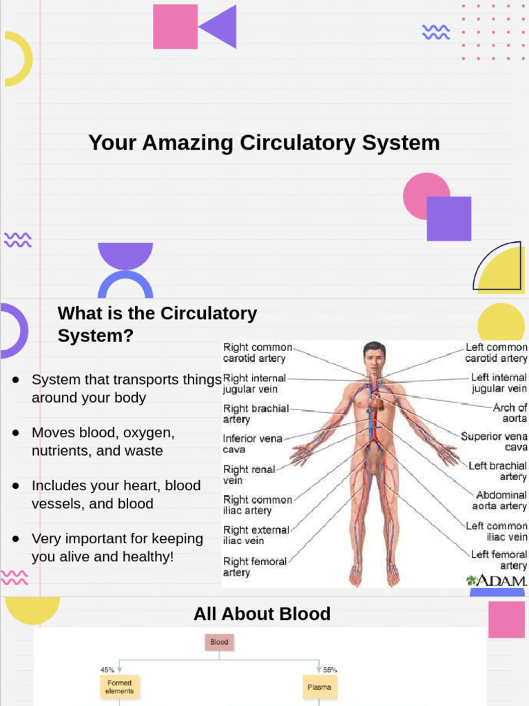 Circulatory - 6th Grade | PDF | Atrium (Heart) | Heart