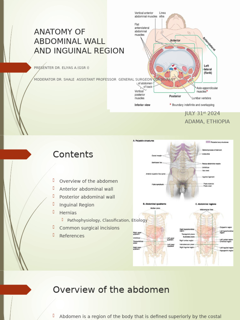 Anatomy of Abdominal Wall and Inguinal Area Final | PDF | Abdomen