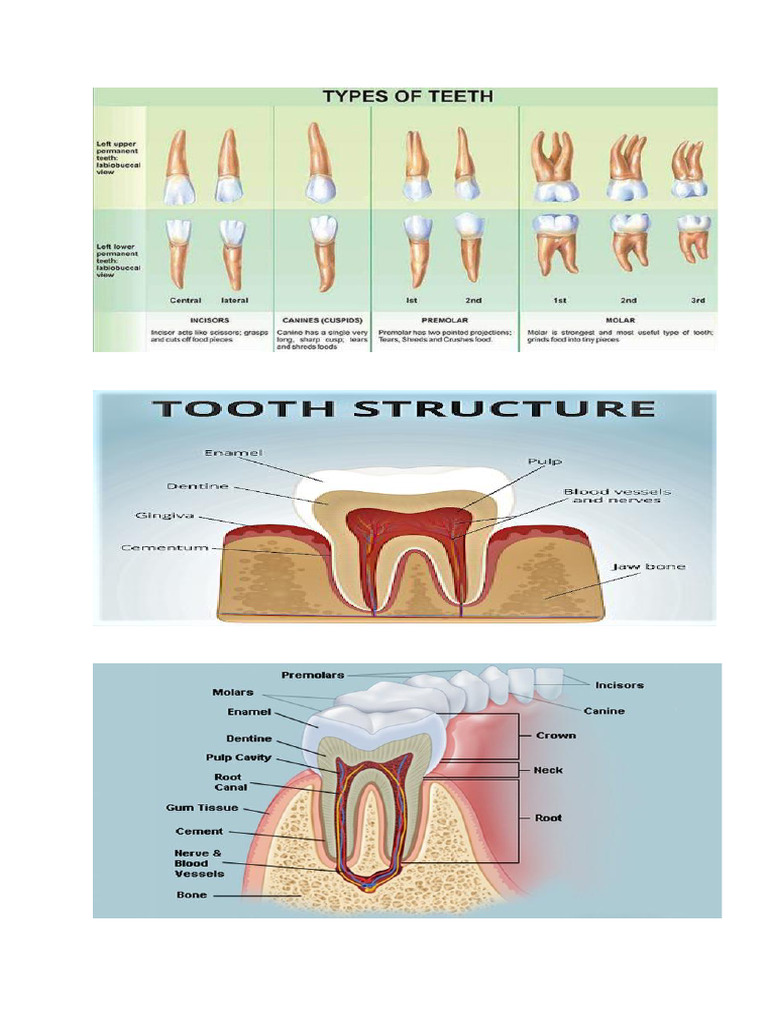 Types of Teeth | PDF