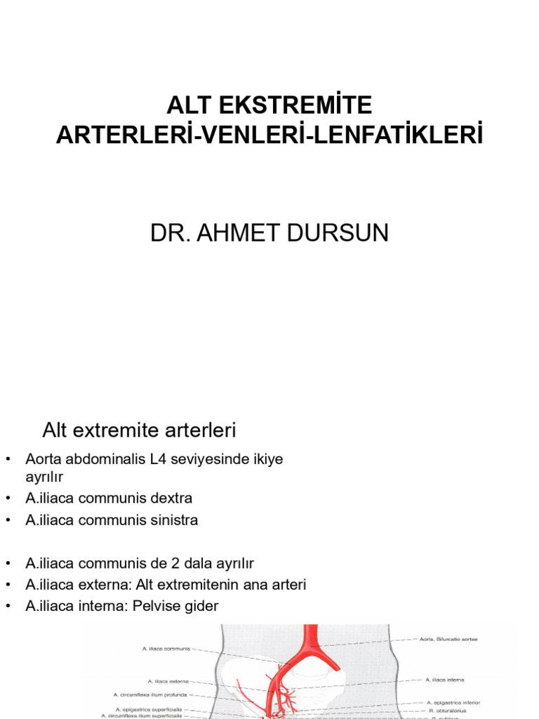 Alt Ext Arter, Ven, Lenf | PDF