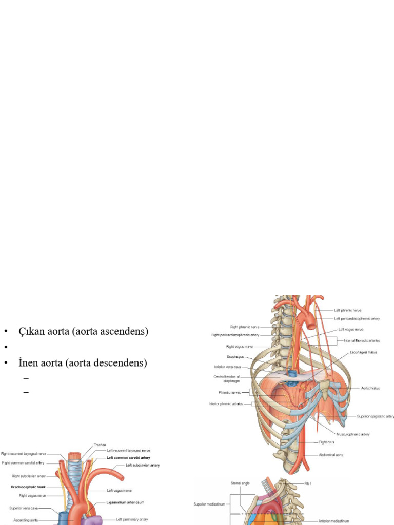 Torakal Aorta Ve Aorta Abdominalis | PDF