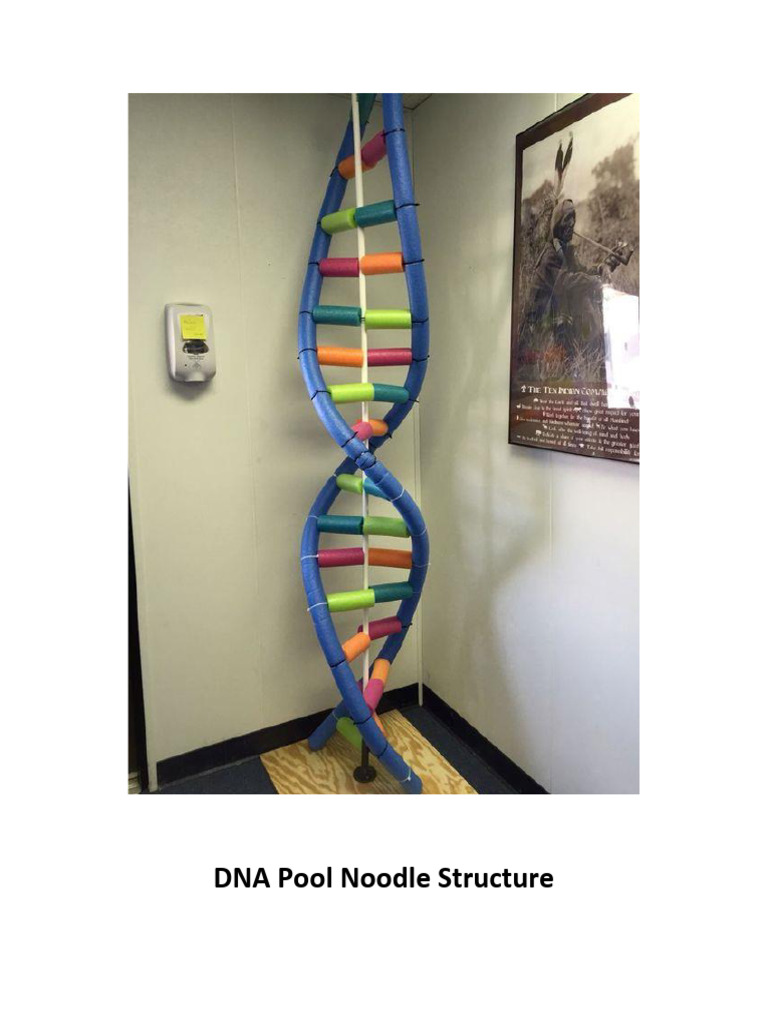 DIY Pool Noodle DNA Model Project | PDF | Dna | Natural Products