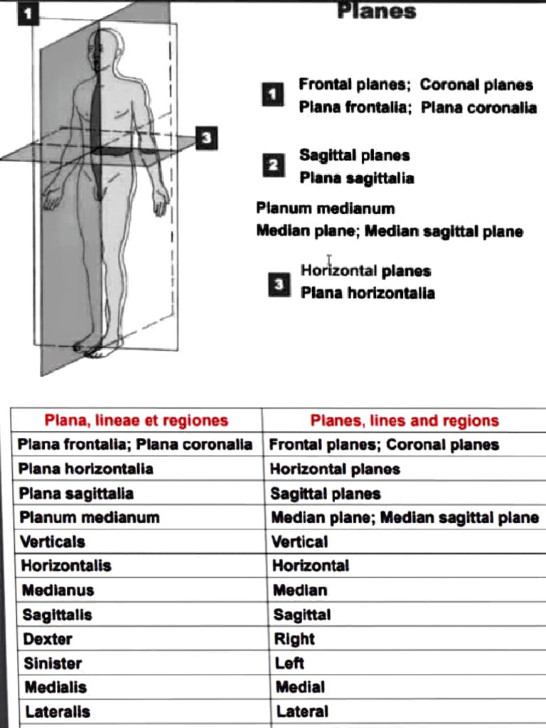 Anatomy Practical Pdf Pdf
