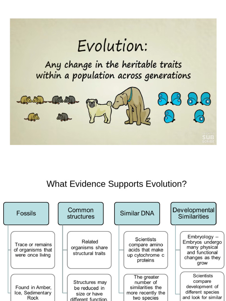 Evidence of Evolution FINAL | PDF | Fossil | Homology (Biology)