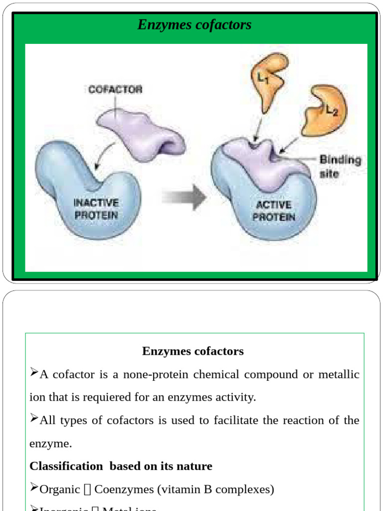 Enzyme Part 2 Biochemistry-2 | PDF | Enzyme | Enzyme Inhibitor