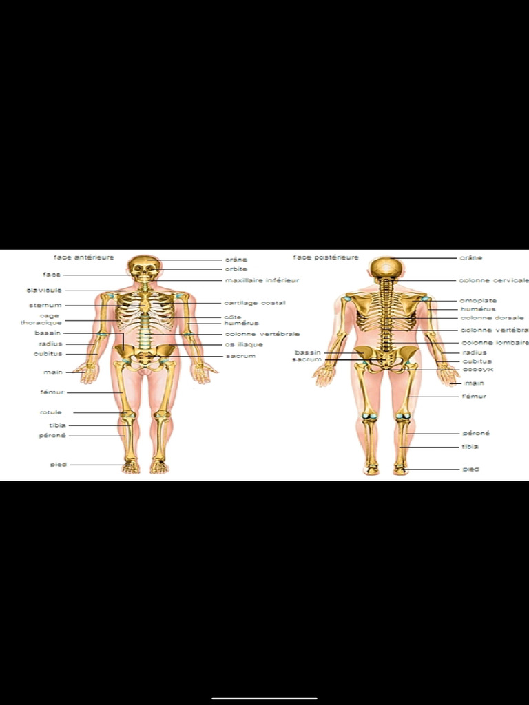 Document WPS Office | PDF