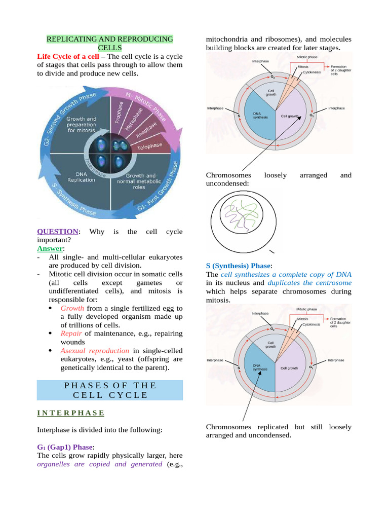 The Cell Cycle and Mitosis Notes | PDF | Mitosis | Chromosome
