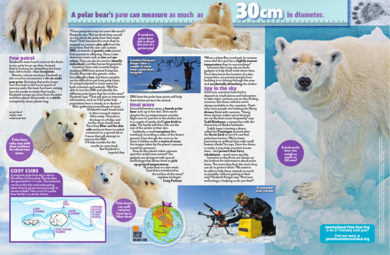 Undercover Polar Bears Page 2 | PDF | Polar Bear | Bears
