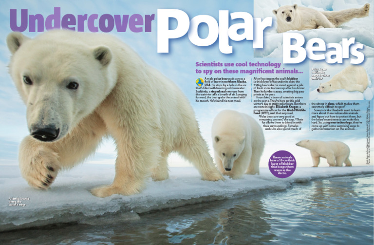 Undercover Polar Bears Page 1 | PDF | Polar Bear | Bears