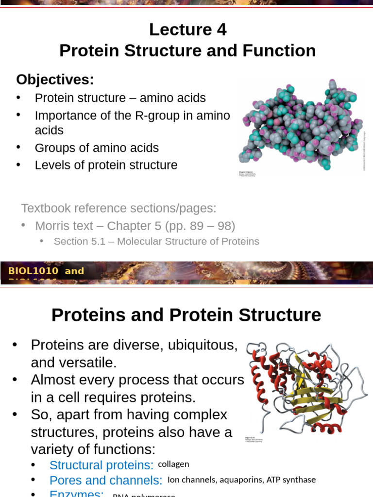 L4 Protein Structure and Function | PDF | Protein Structure | Amino Acid