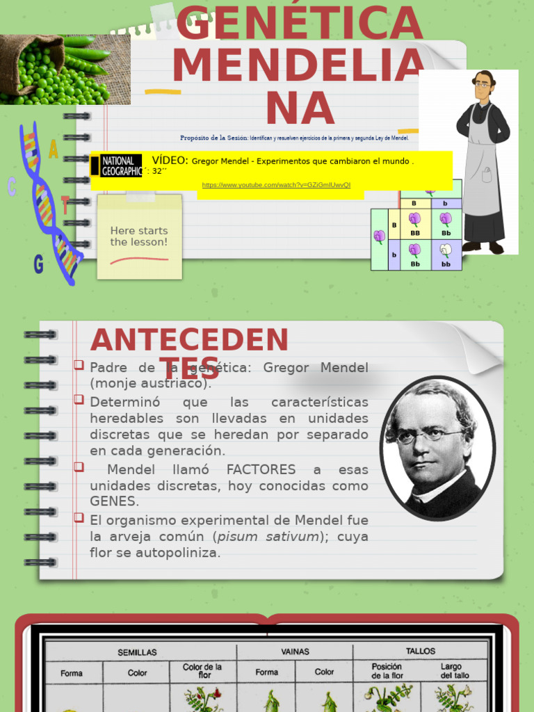 Primera y Segunda Ley de Mendel | PDF | Dominancia (Genética) | Genética