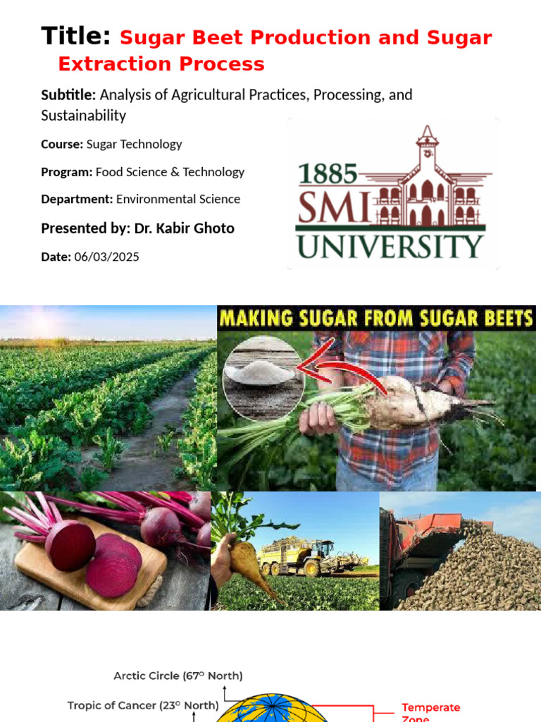 3 - Sugar Beet Production & Sugar Extracting Process | PDF | Sugar Beet ...