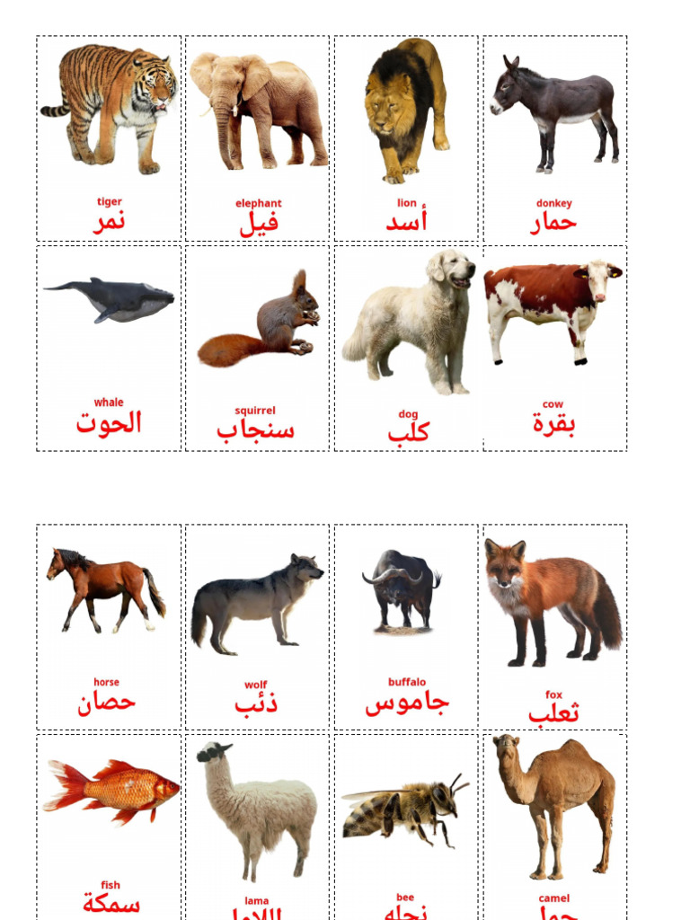 Animal Arabic-25 | PDF