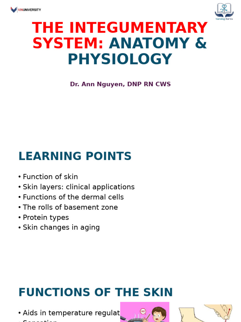Anatomy and Physiology of The Integumentary System | PDF | Skin | Epidermis